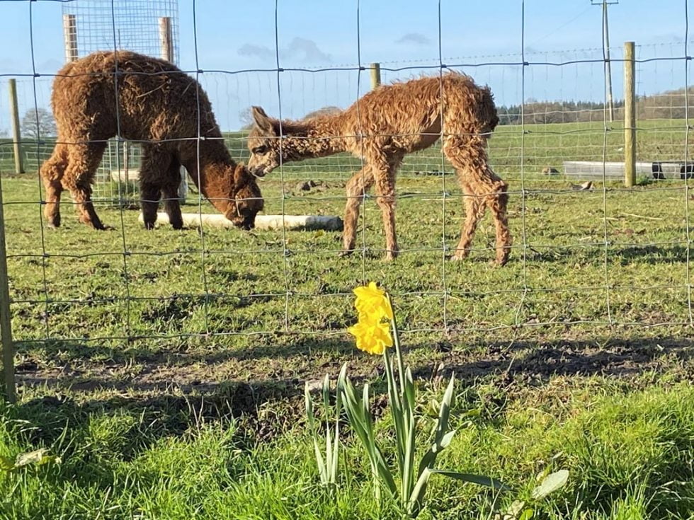 Farming | Stanford Dingley Village