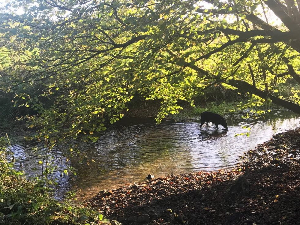 The Pang and Conservation | Stanford Dingley Village